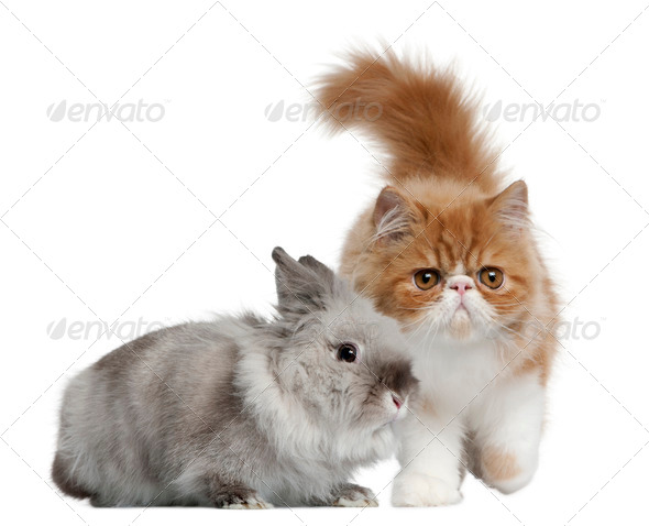 Persian Kitten, 3 months old, and Rabbit, 1 year old, in front of white ...
