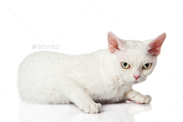 Devon Rex. Portrait on a white background Stock Photo by EwaStudio