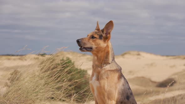 Stray Dog on a Dune in the Desert, Stock Footage | VideoHive