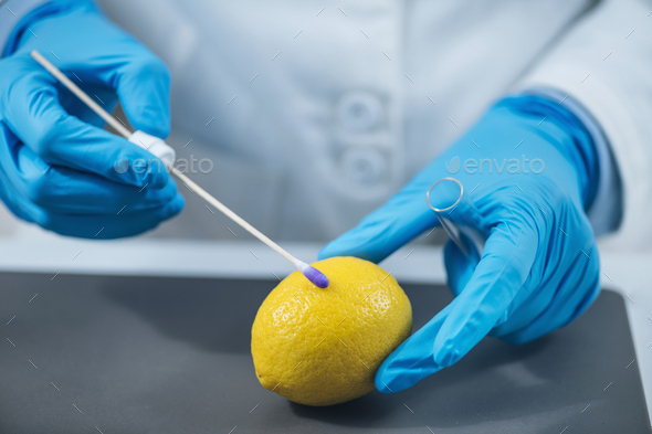 Food Quality Control Expert Examining Lemon Fruit in Laboratory Stock ...