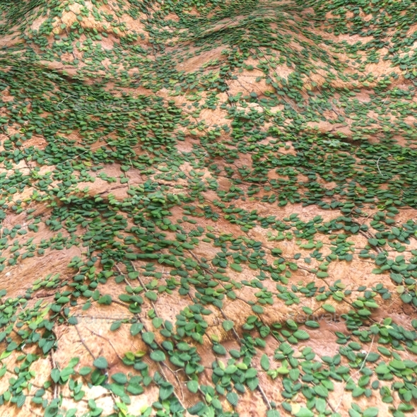 Vines on Rock Seamless Texture by Lucky_Fingers | 3DOcean