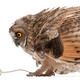 Eurasian Scops-owl looking at a mouse, Otus scops, 2 months old, in ...