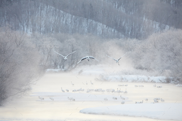 Flock of birds in woodland in winter. Stock Photo by Mint_Images ...