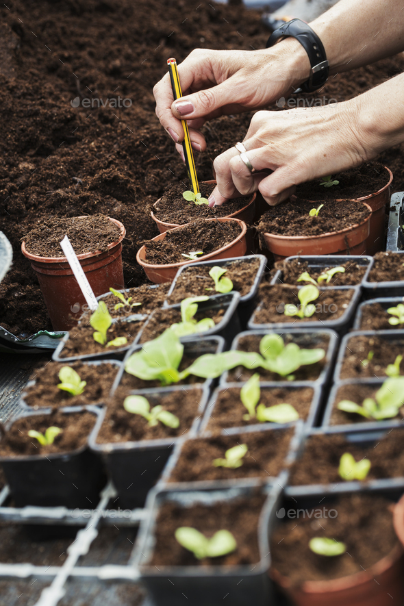 Close up high angle view of person planting a seedling in a terracotta ...