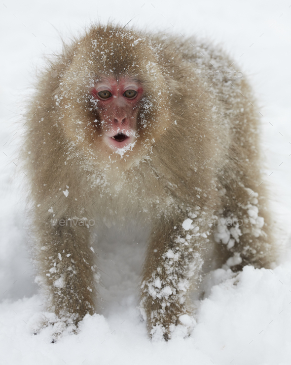 Japanese Macaque (Macaca fuscata) in the winter snow, mouth open and ...