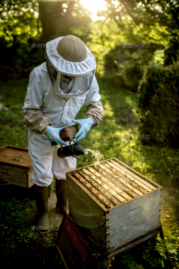 Beekeeper wearing veil standing holding a smoker over an open beehive ...