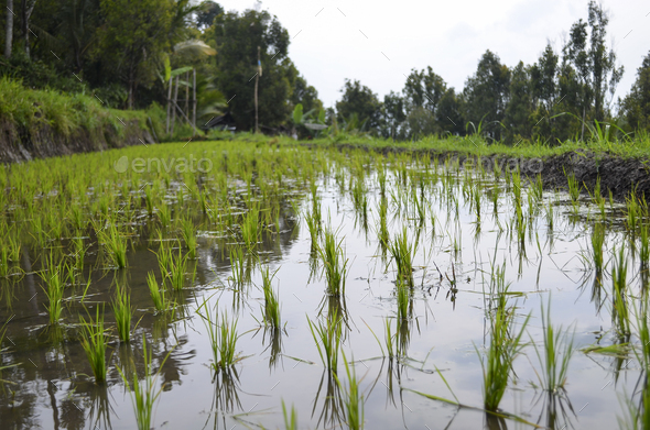 Rice fields, shallow water and rice plants, paddy fields. Stock Photo ...