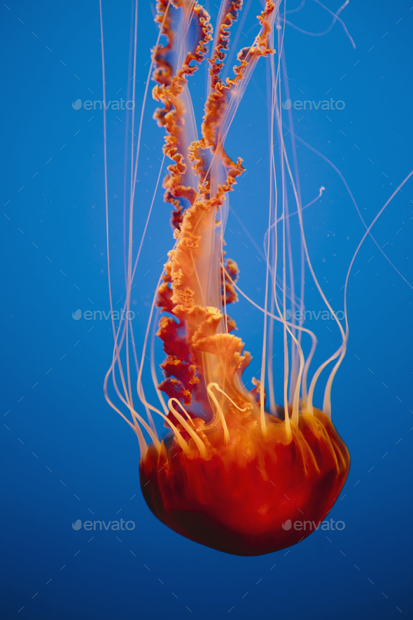Scyphozoa