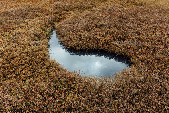 Intertidal pool of standing water with marsh grasses, dusk, Drakes ...
