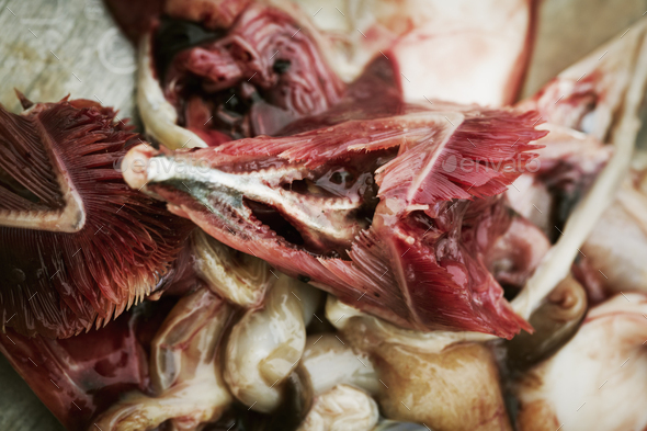 Close up of fish innards and guts. Stock Photo by Mint_Images | PhotoDune