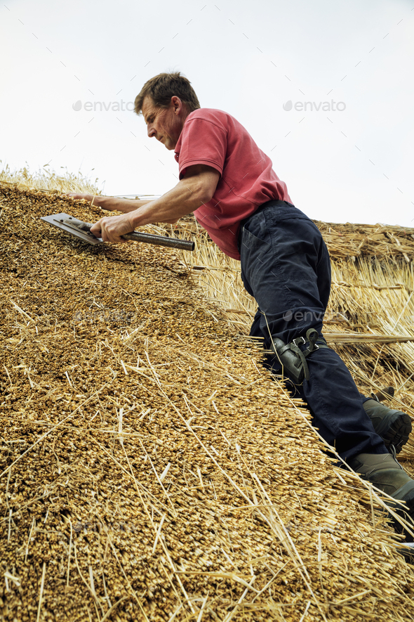 Man thatching a roof, dressing the thatch using a leggett. Stock Photo ...