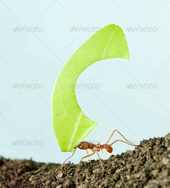Leaf-cutter ant, Acromyrmex octospinosus, carrying leaf in front of ...