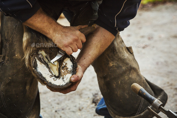A farrier shoeing a horse, bending down and fitting a new horseshoe to ...