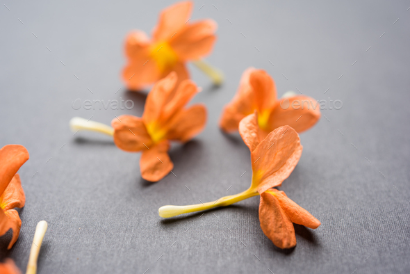 Aboli Flowers or Crossandra or Firecracker Flowers Stock Photo by ...