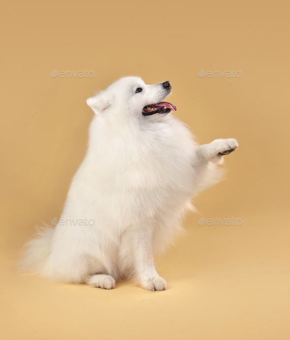 Sitting Samoyed dog Stock Photo by eAlisa | PhotoDune