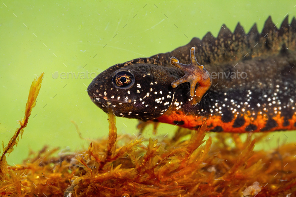 Close-up of danube crested newt diving in water in swamp Stock Photo by ...