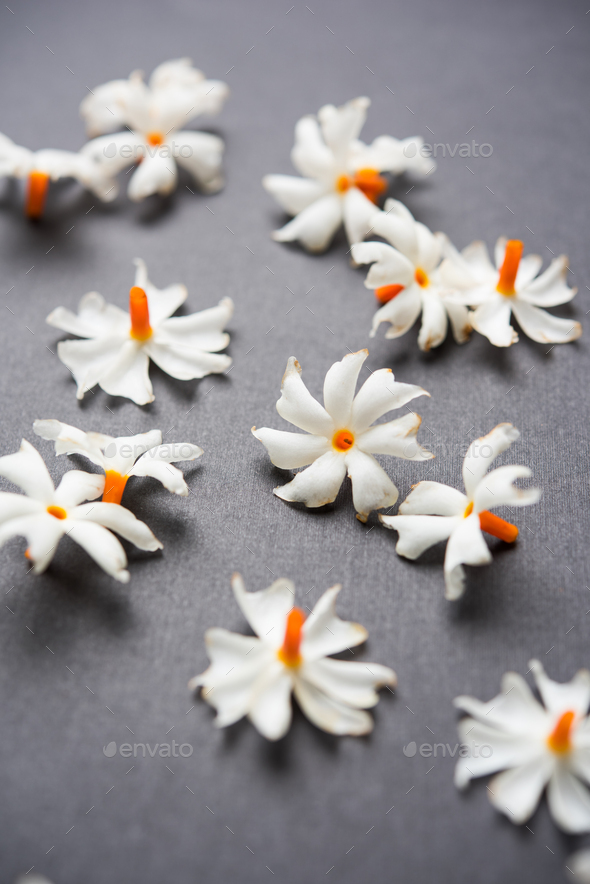 Parijat or Prajakt Flower Stock Photo by stockimagefactory | PhotoDune