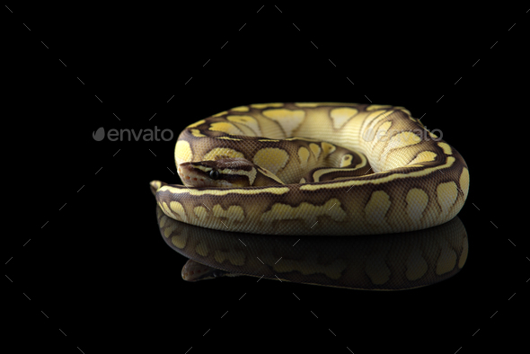 The royal python isolated on black background Stock Photo by PetlinDmitry