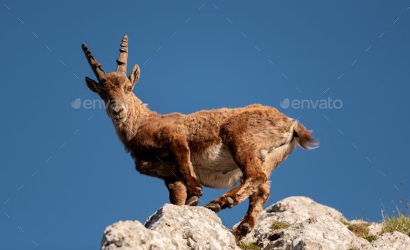 Alpine ibex in the high mountains Stock Photo by dreamypixel | PhotoDune