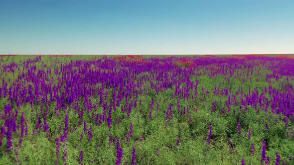 Aerial View Of a Field Of Flowers, Stock Footage | VideoHive