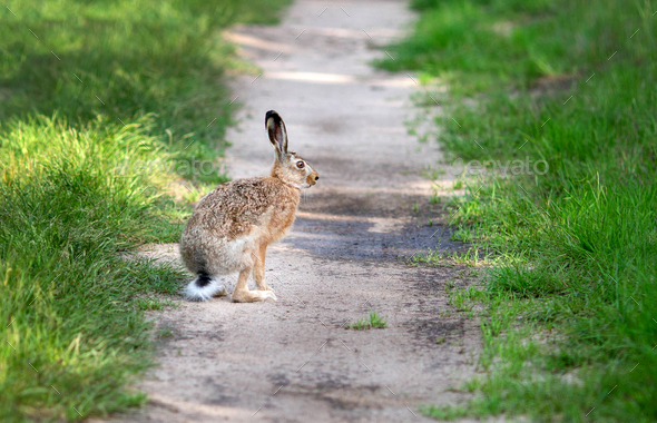 Hare at the forest path Stock Photo by fotyma | PhotoDune