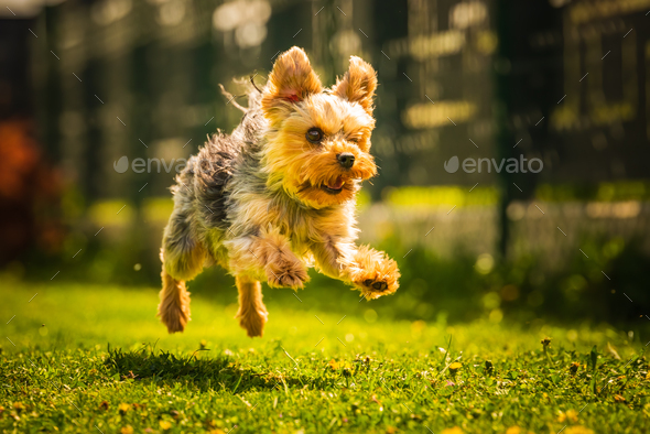 An amazing Yorkshire Terrier is having fun running and jumping towards ...