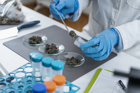 Organic Certification Process in Laboratory Stock Photo by microgen