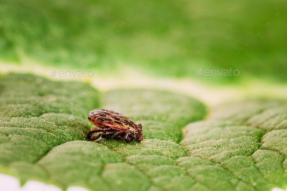 Dermacentor Reticulatus On Green Leaf. Also Known As The Ornate Cow ...