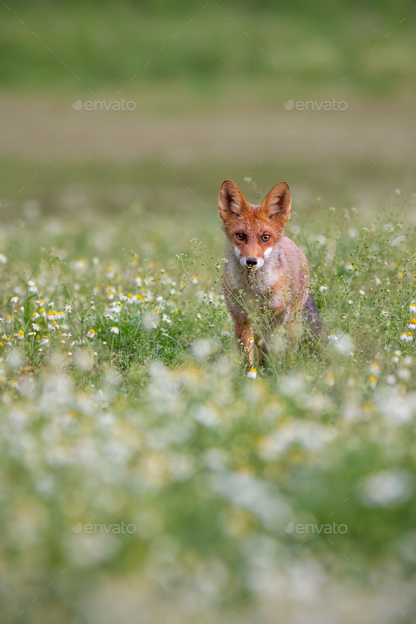 Majestic red fox standing on meadow in the summer Stock Photo by ...