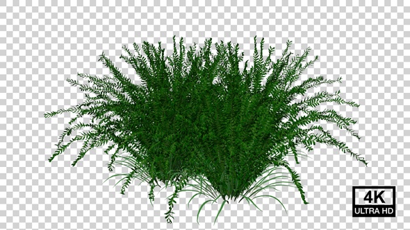Fern Plants Growing, Motion Graphics | VideoHive