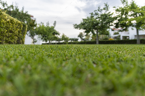 Low view in the grass with a garden view Stock Photo by Nick_Paschalis
