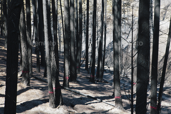 Fire damaged trees marked for cutting from extensive forest fire ...