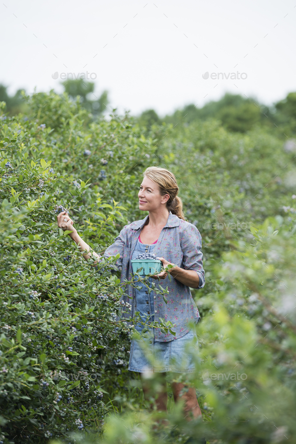An organic fruit farm. A woman picking the berry fruits from the bushes ...
