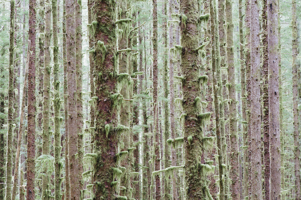 Sitka Spruce and Western Hemlock trees in lush, temperate rainforest ...