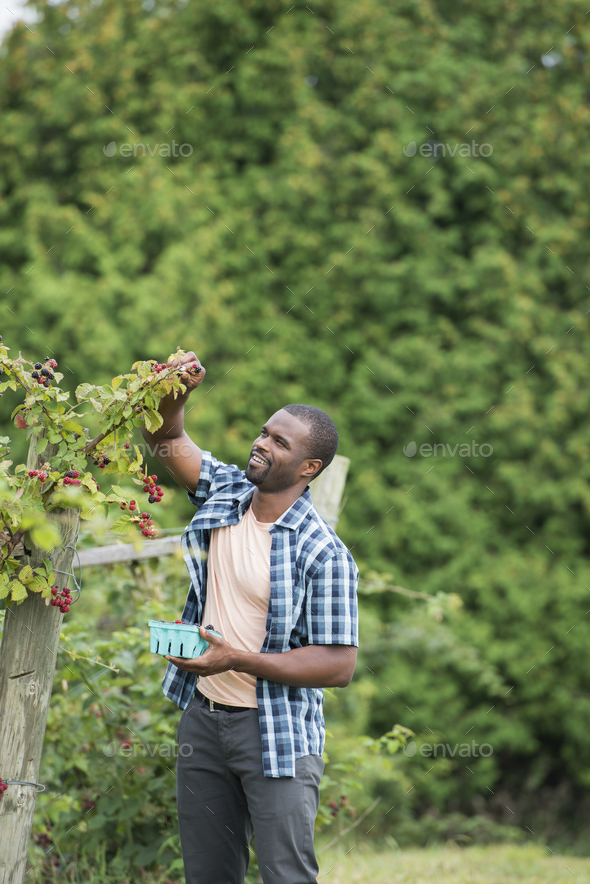 Picking blackberry fruits on an organic farm. A man reaching up to pick ...