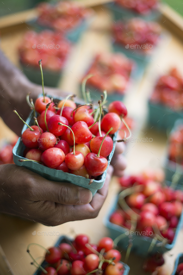 Organic fruit displayed on a farm stand. Cherries in punnets. Stock ...