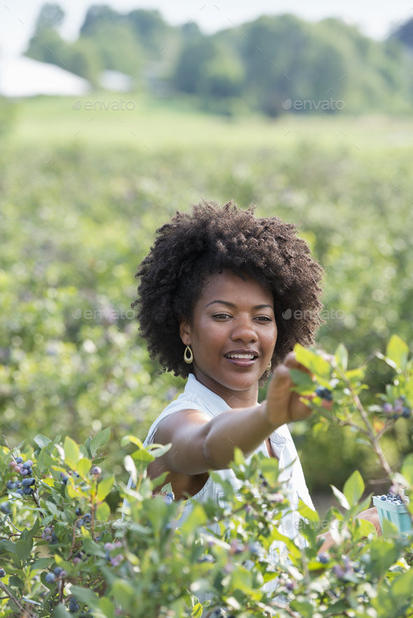People picking fresh blueberries from the organic grown plants in a ...