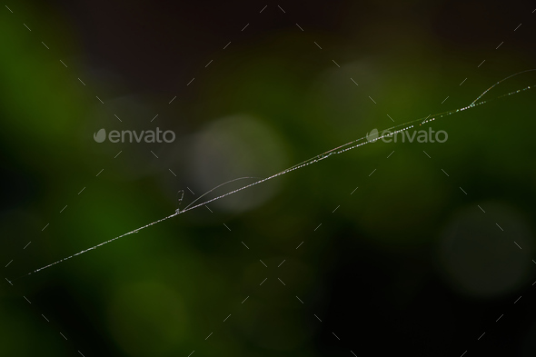 Close-up view of the spider web string Stock Photo by Studio_OMG ...