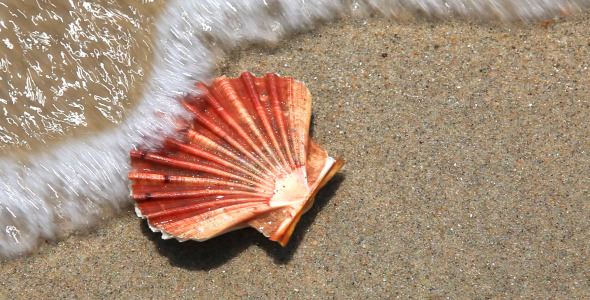 Scallop Shell Red Color, Stock Footage | VideoHive