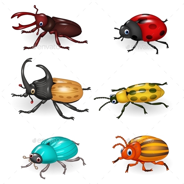 Cartoon Beetle Set, Vectors | GraphicRiver