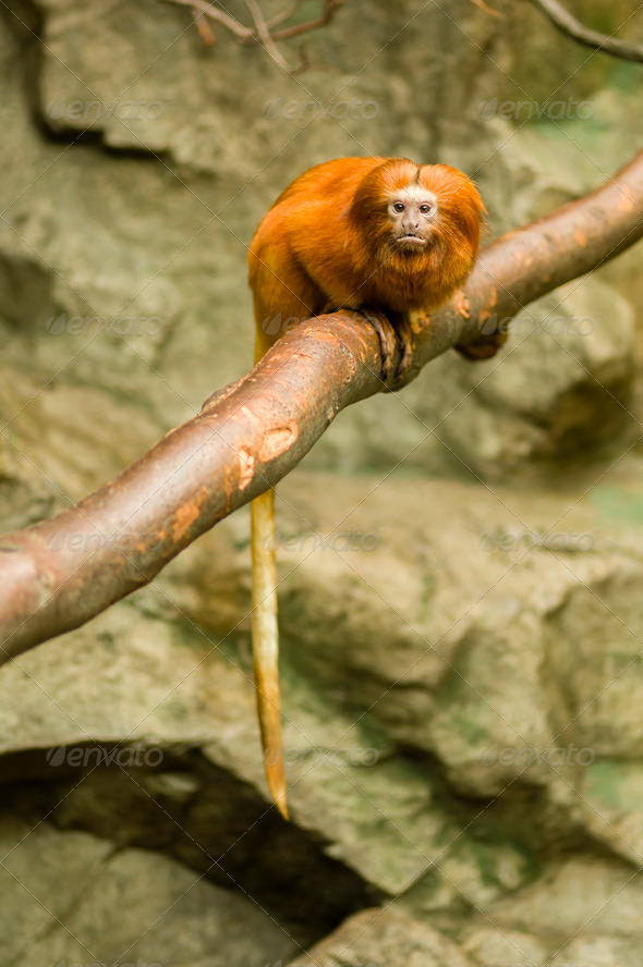 Lion tamarin monkey Stock Photo by alessandrozocc | PhotoDune