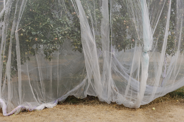 Protective mesh fabric covering apple trees in a commercial orchard ...