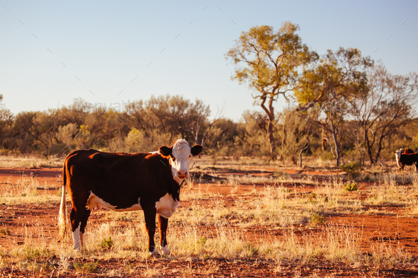 Grazing Cows in the Australian Outback Stock Photo by FiledIMAGE ...