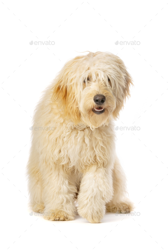 golden doodle Stock Photo by eriklam | PhotoDune