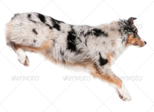 Dog Jumping White Background