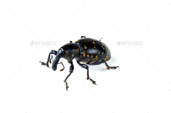 Large pine weevil isolated on white background Stock Photo by digitalr