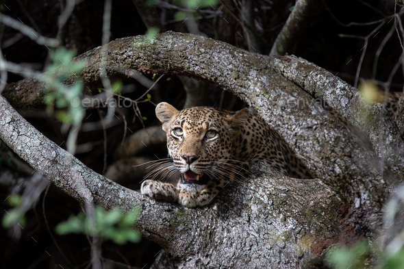 A leopard, Panthera pardus, peers between tree roots, looking out of ...