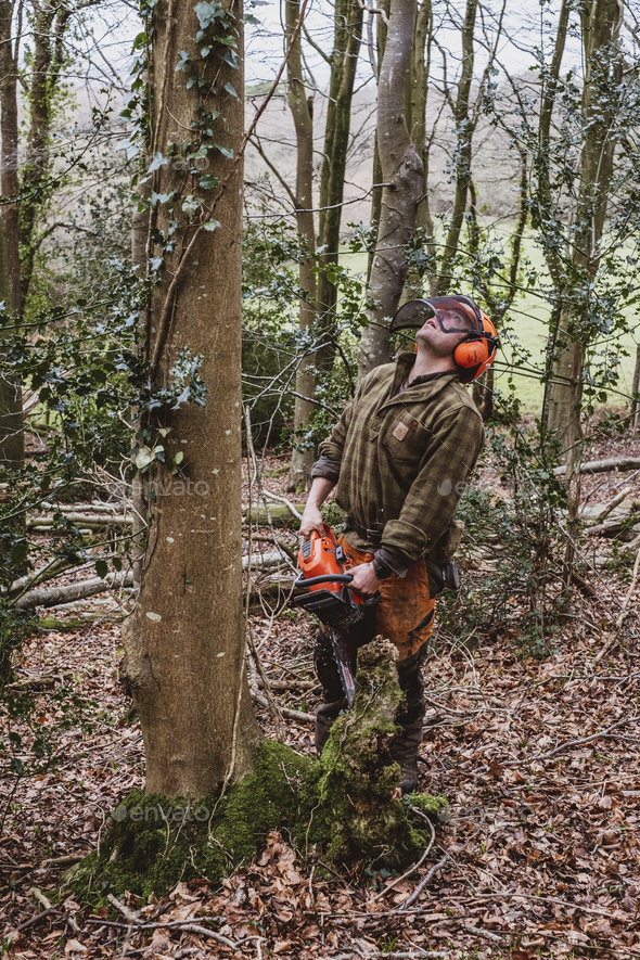 Man wearing safety gear using chainsaw to fell tree in a forest. Stock ...