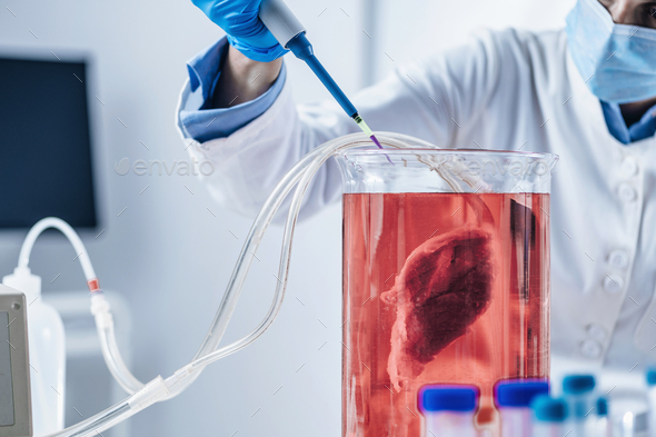 Lab-Grown Meat or in Vitro Meat. Stock Photo by microgen | PhotoDune