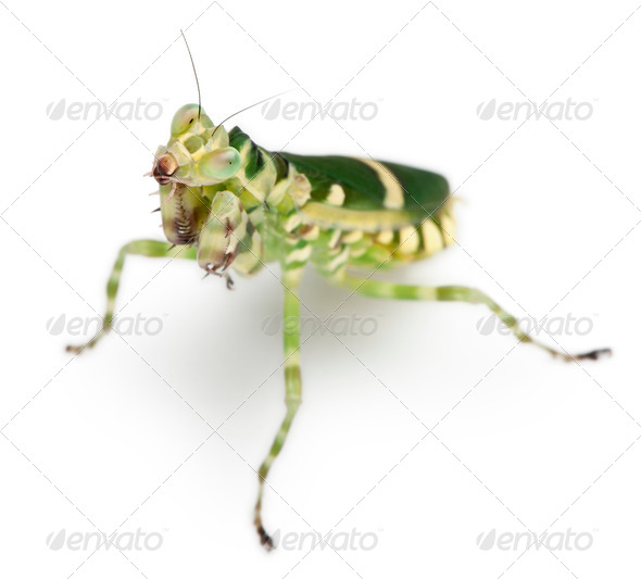Female Banded Flower Mantis or Asian Boxer Mantis, Theopropus elegans ...